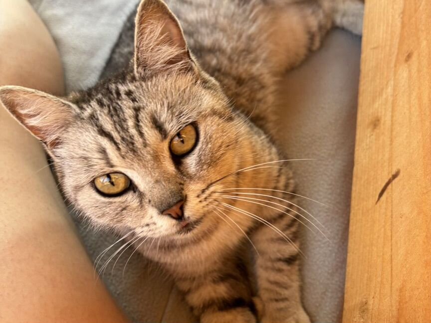 Найдена кошка/Отдам в хорошие руки