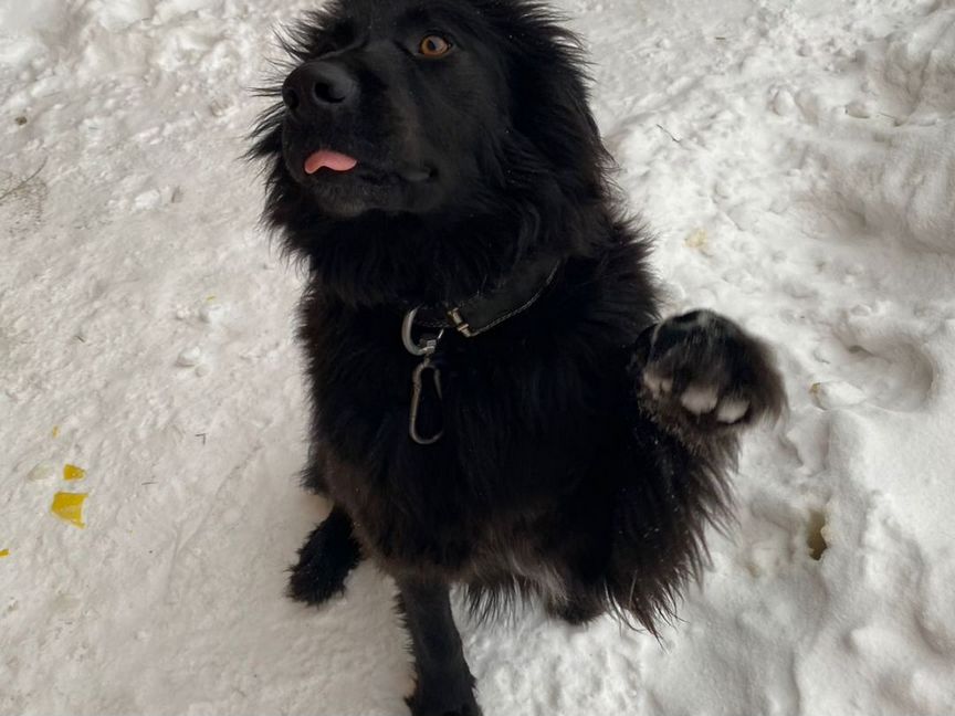 Отличный охранник в добрые руки