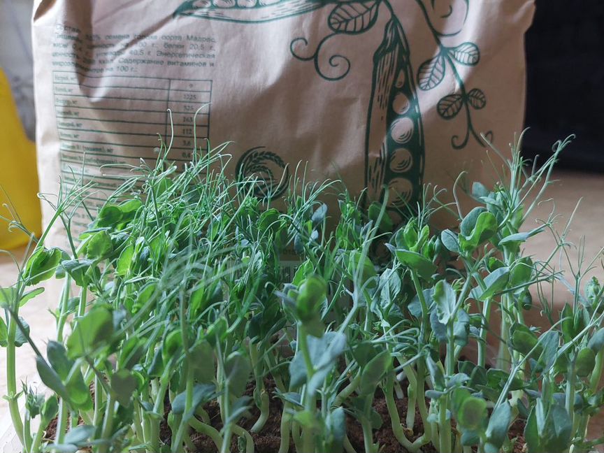 Горох мадрас на микрозелень