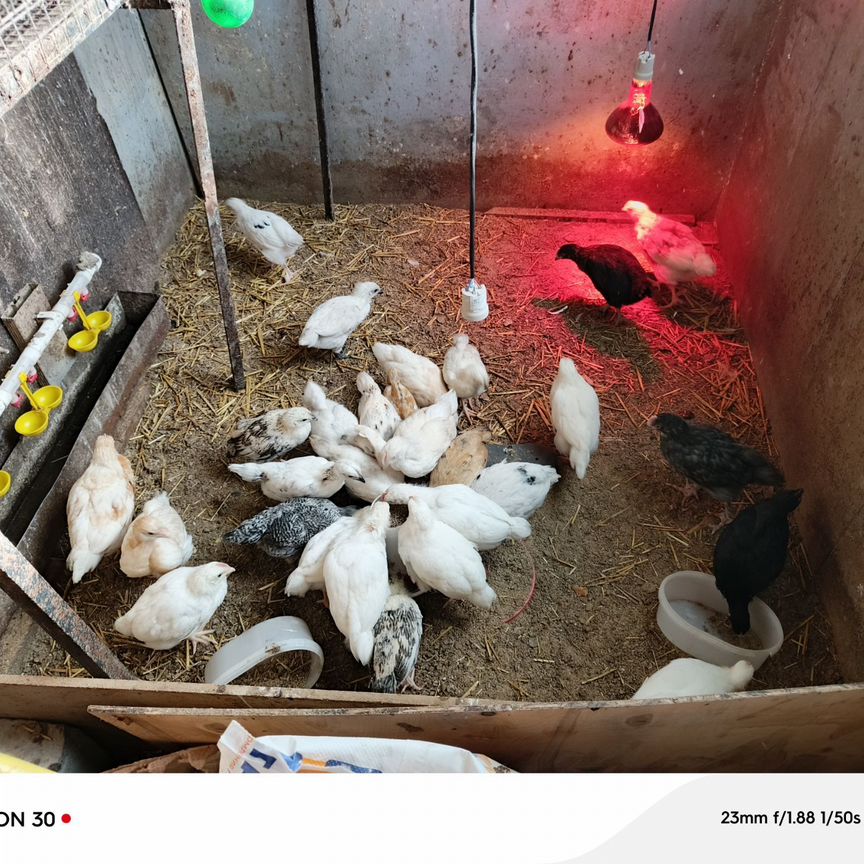 Курочки и петушки