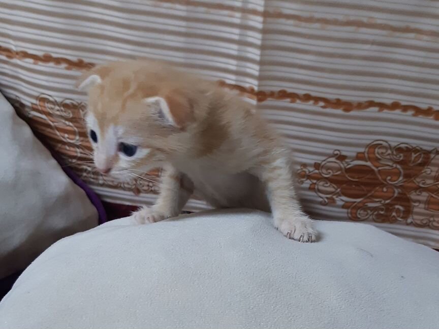 Вислоухая веснушка ищет добрую хозяйку