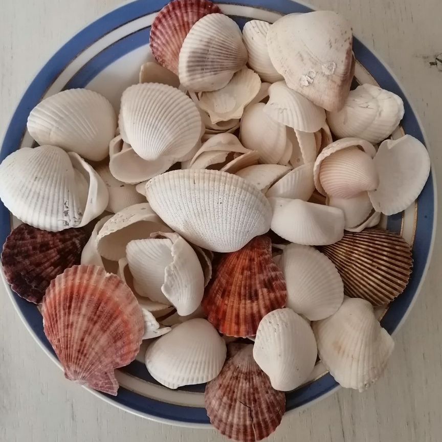 Морские ракушки