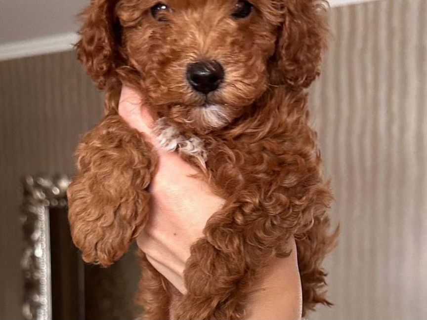 Щенки той пуделя