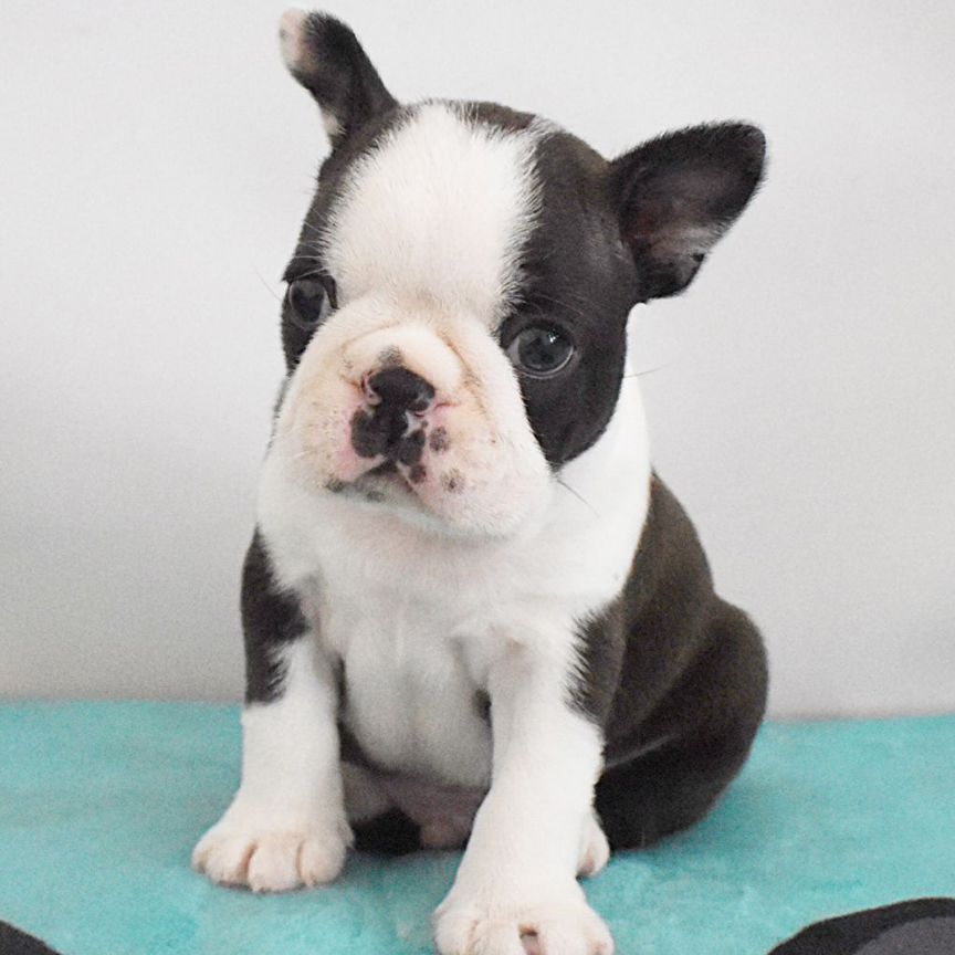 Бостон-терьер, щенок