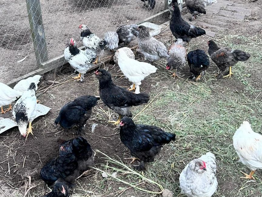 Куры разных пород