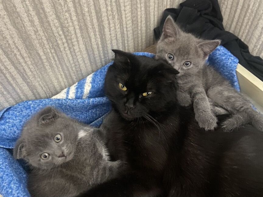 Котята шатландские