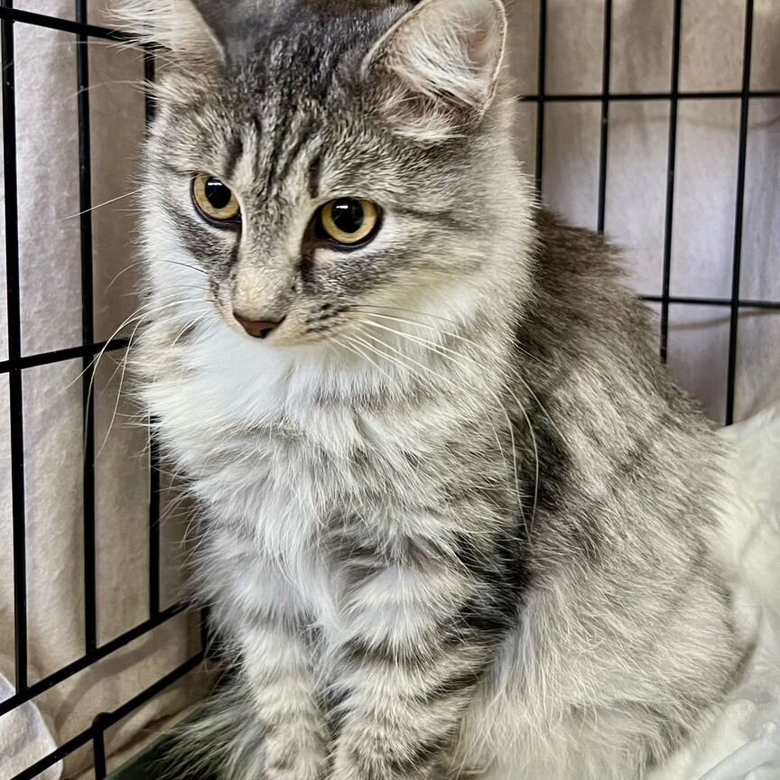 Нежная и ласковая киса