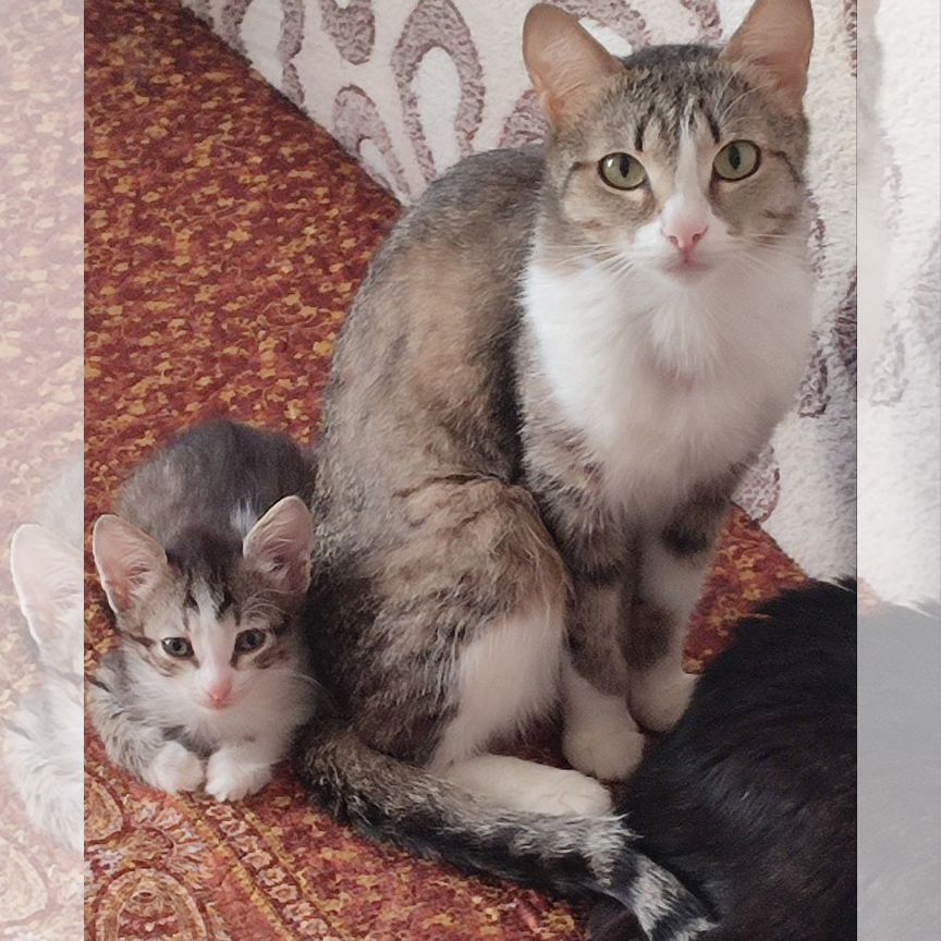 Европейский короткошёрстный котёнок