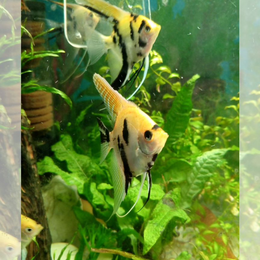 Скалярии подростки. По полу не определяются