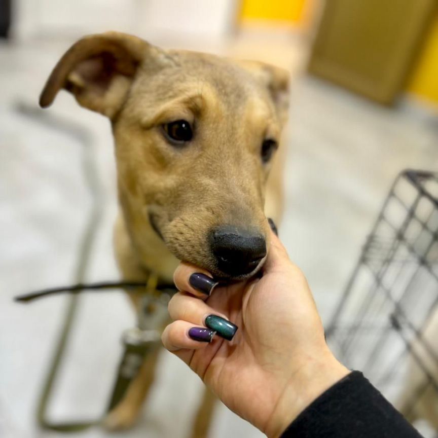 Маленькая Лизонька в дар