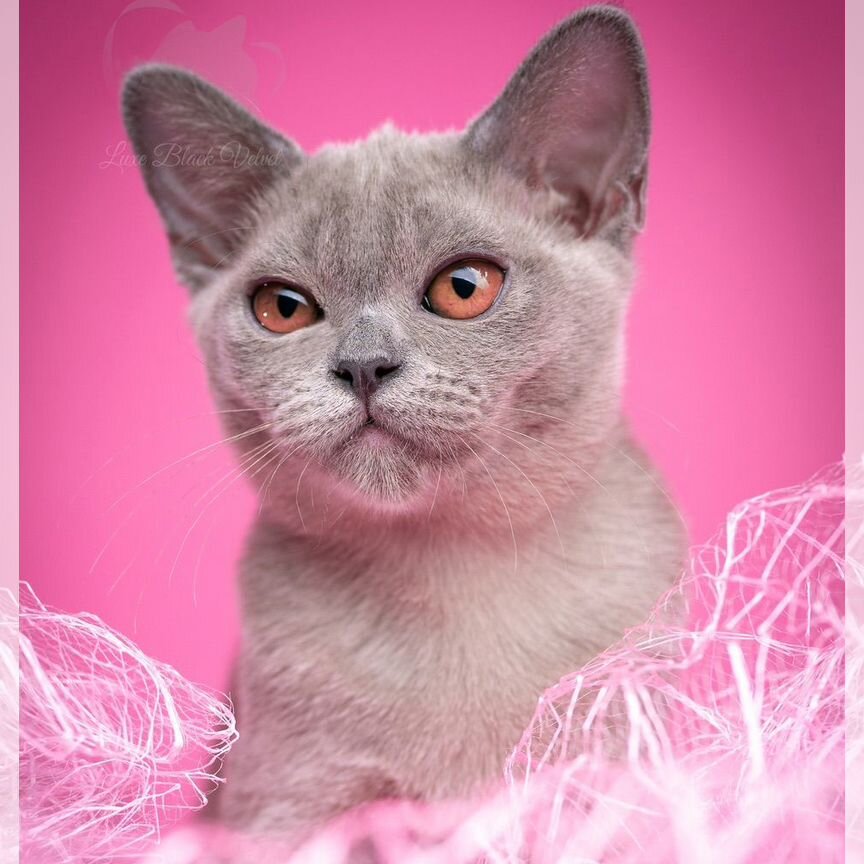 Европейский бурманский котёнок