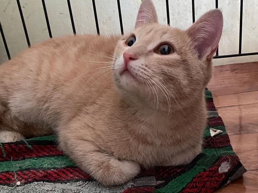 Рыжий ласкуша в добрые ручки