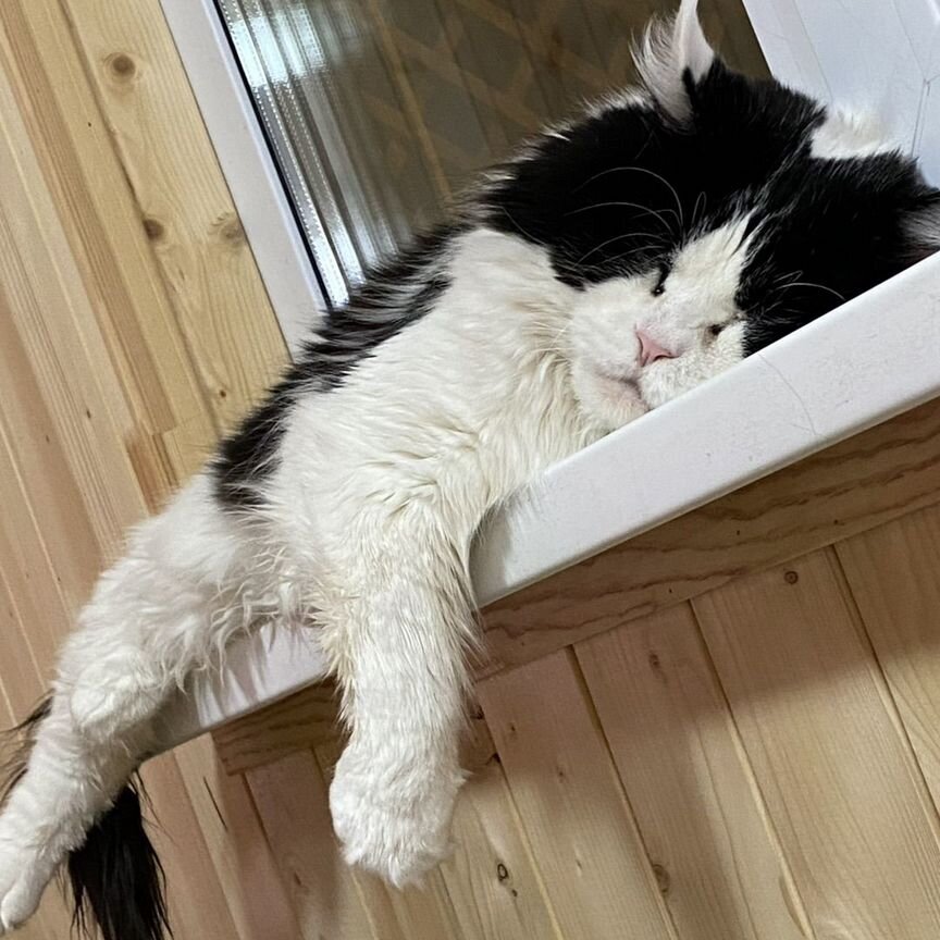 Мейн-кун в добрые руки