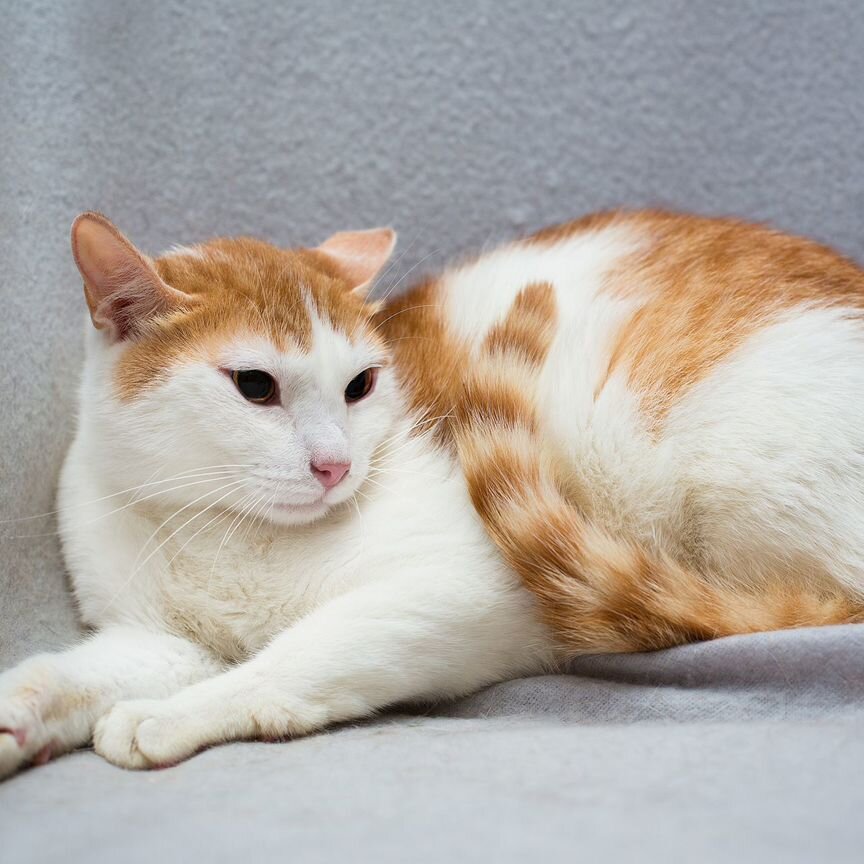 Взрослая, кошка в добрые руки