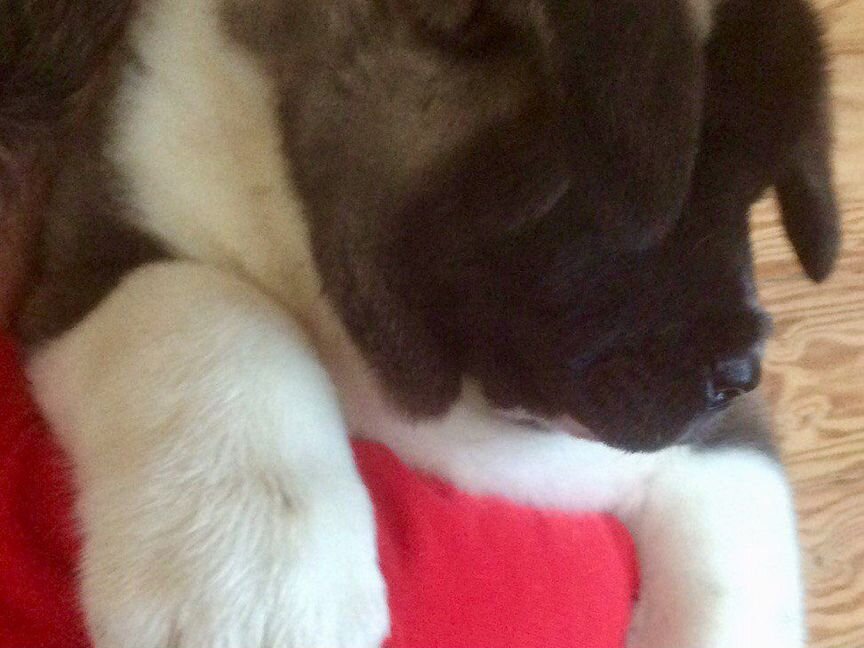 Американская акита