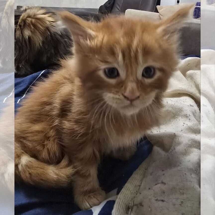 Мейн-кун котёнок