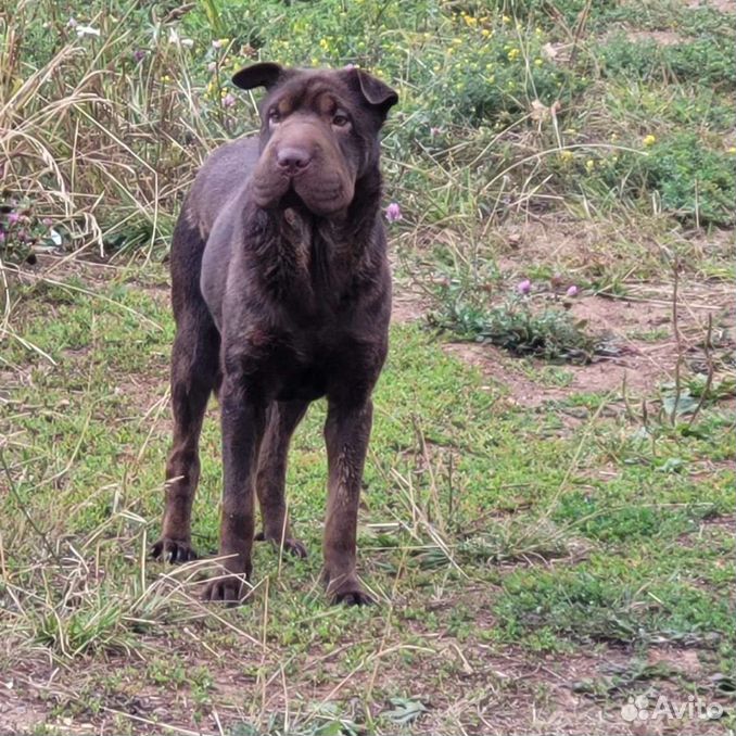 Найдена собака породы шарпей