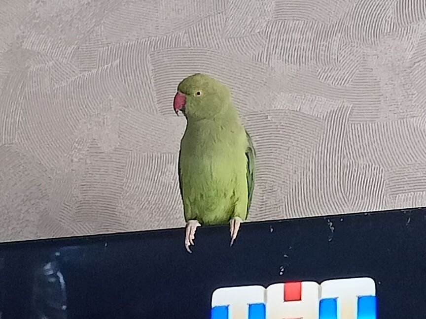 Ожереловый попугай