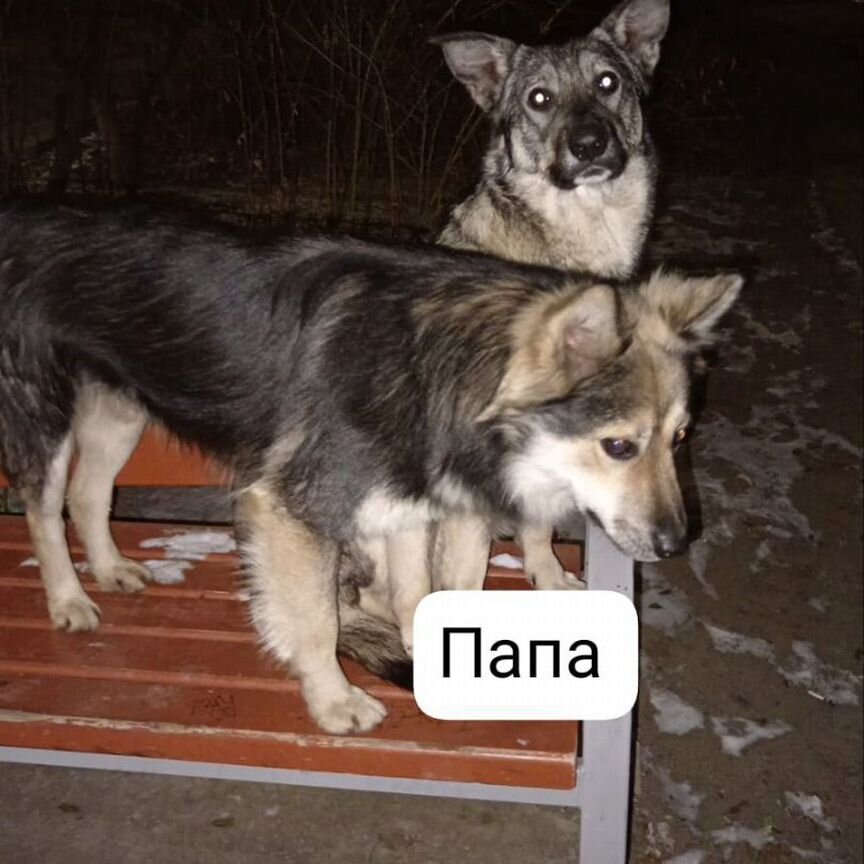 Ищем родителей для щенка