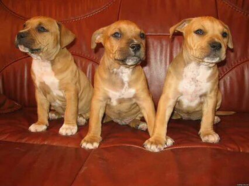 Амстафф щенки