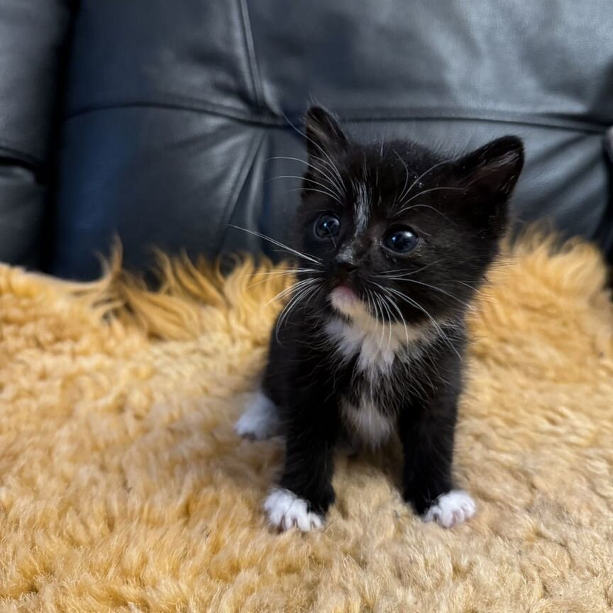 Котята в добрые руки 1 месяц