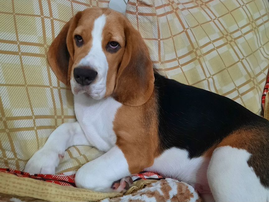 Продам бигля