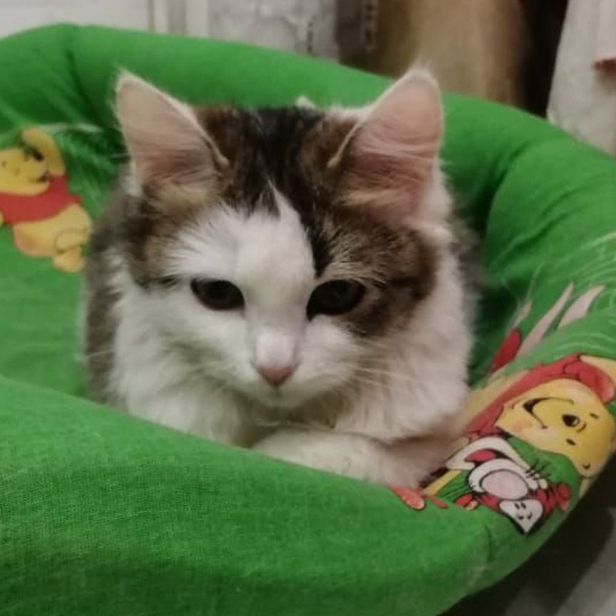 Котенок Мона ищет дом