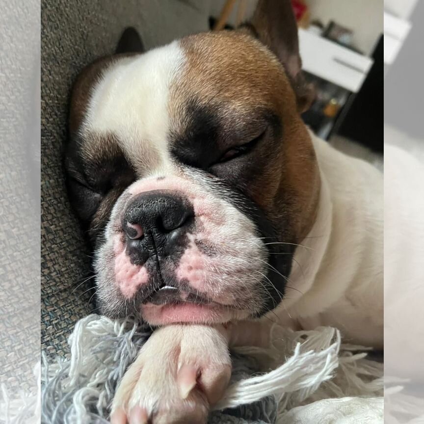 Французский бульдог, взрослая собака