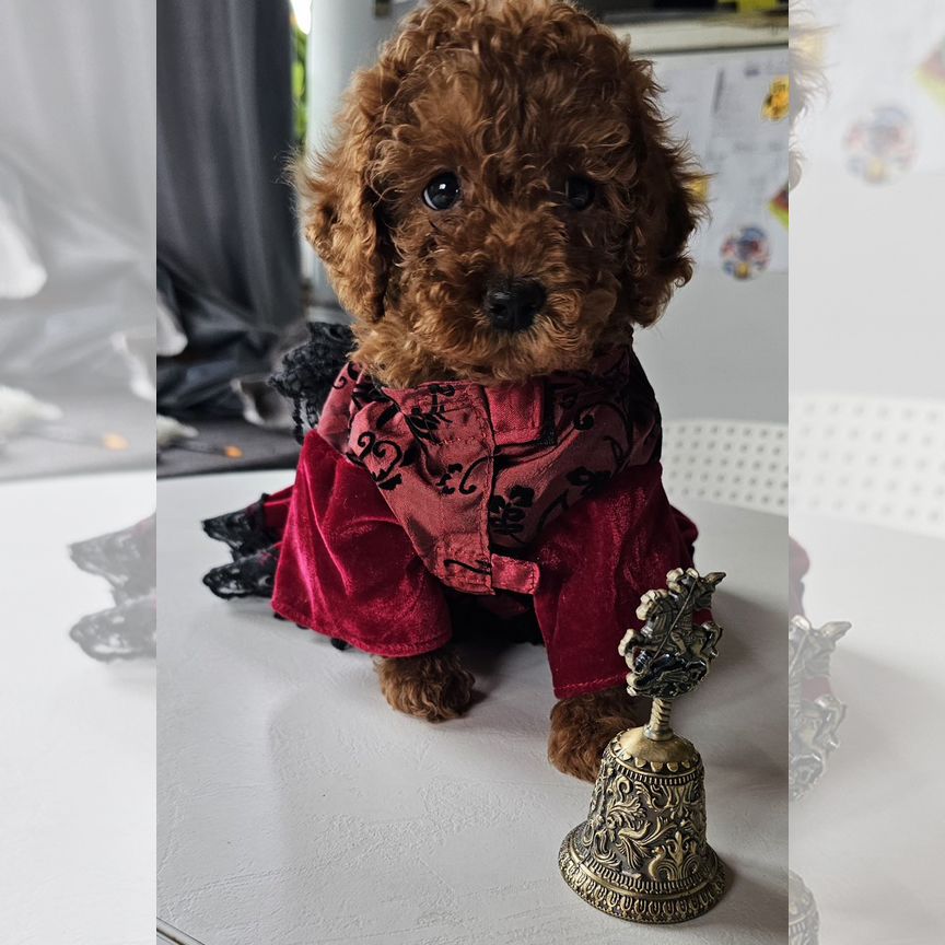 Той-пудель, щенок