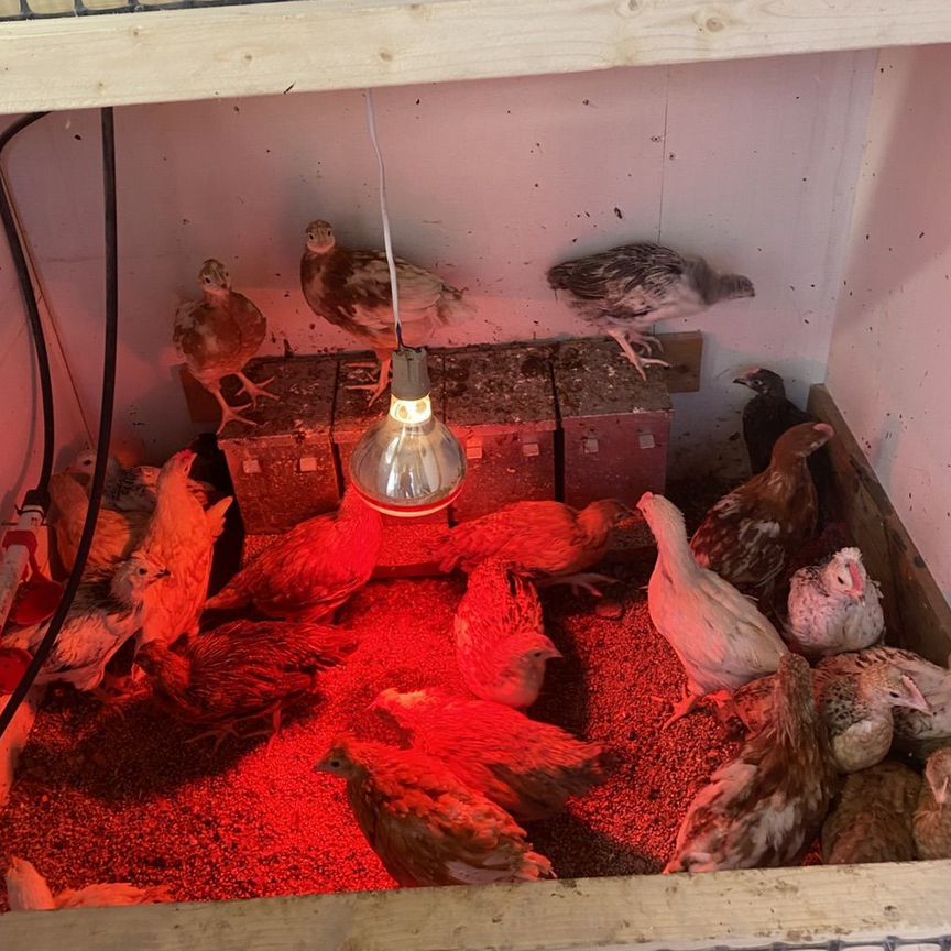 Курочки и петушки