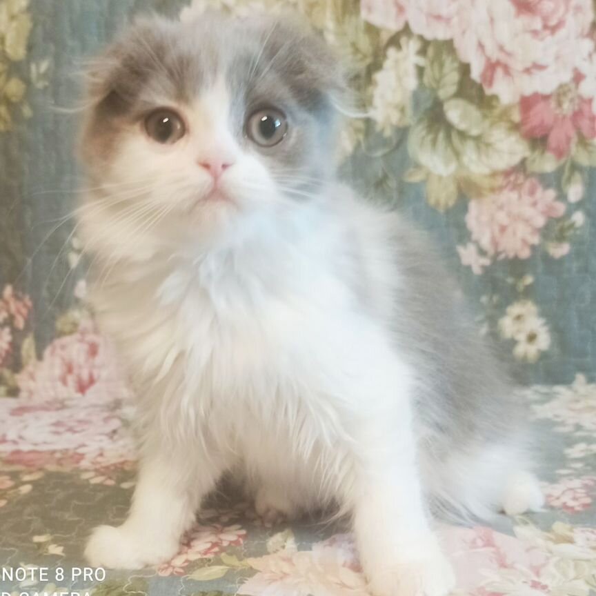 Шотландский вислоухий длинношёрстный котёнок