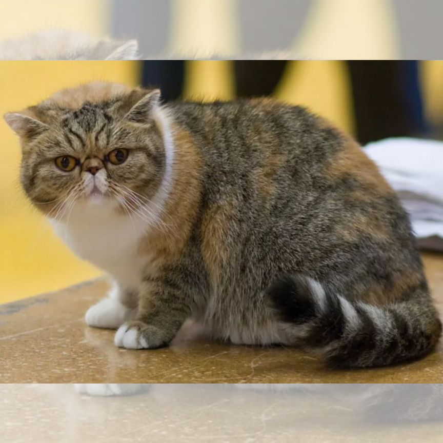 Экзотический короткошёрстный, взрослый кот