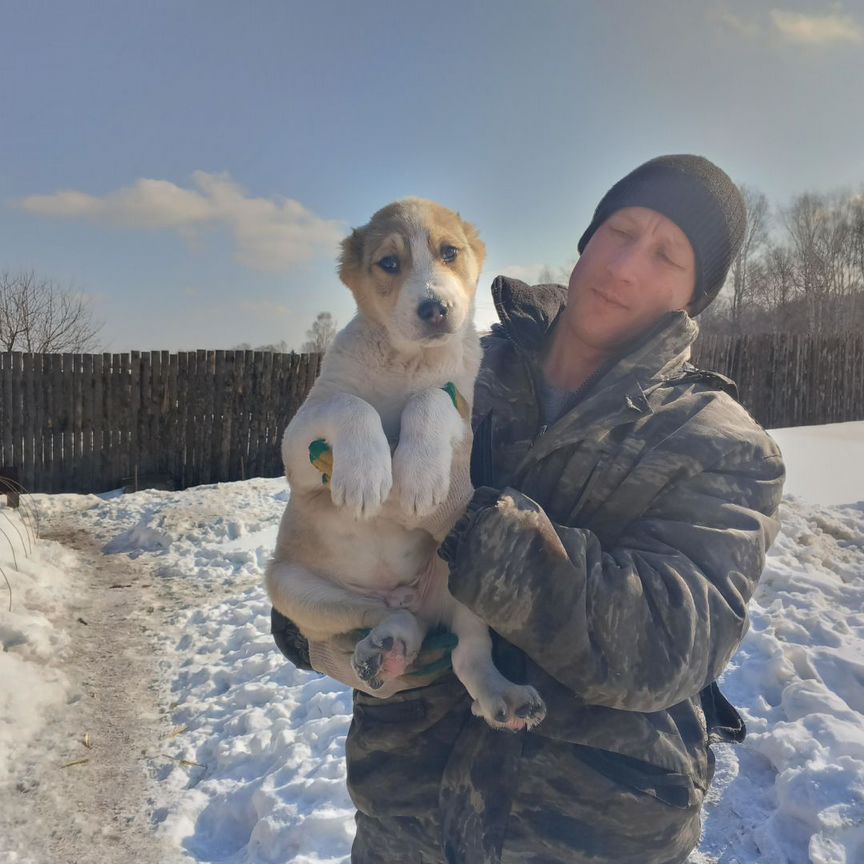 Щенки алабая