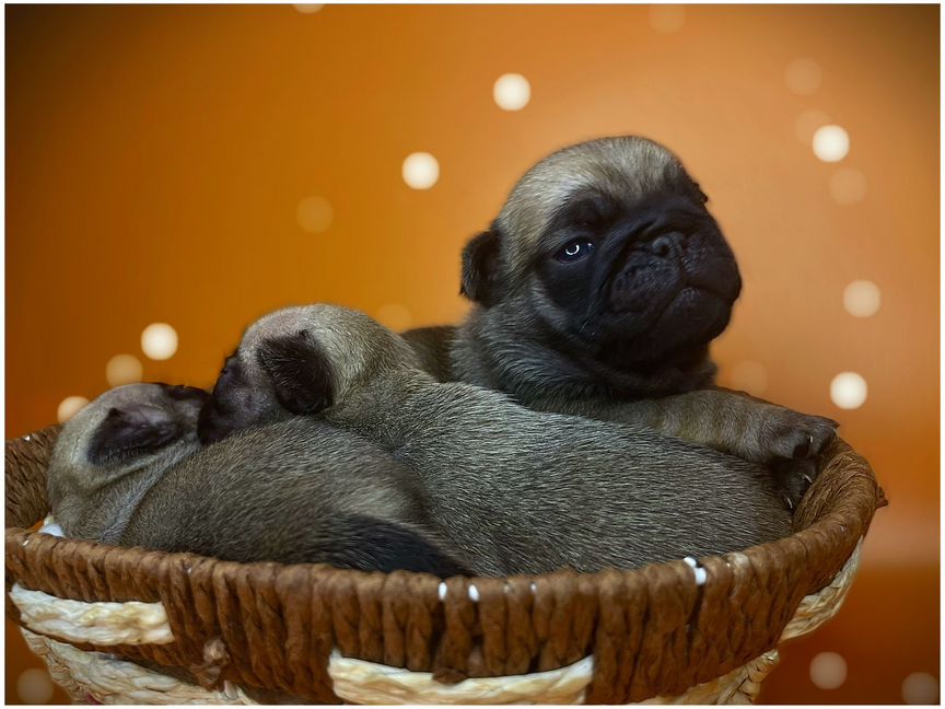 Щенки мопса