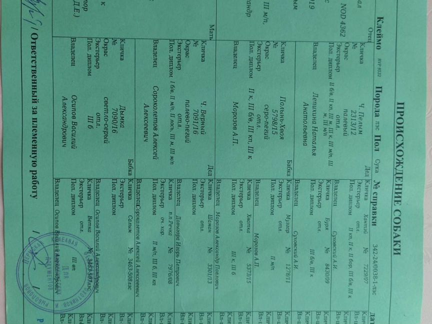 Продается щенок зсл