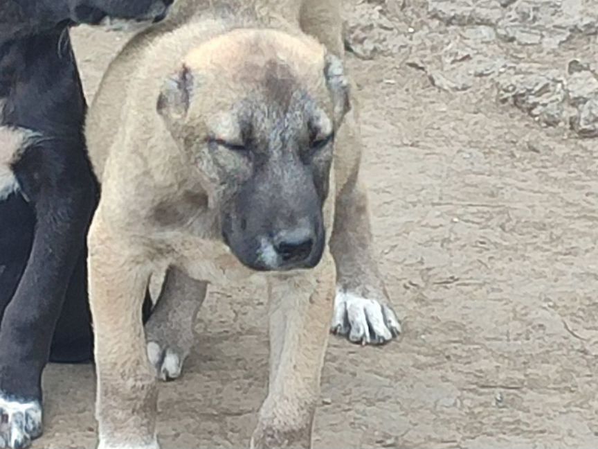 Щенки Среднеазиатской овчарки