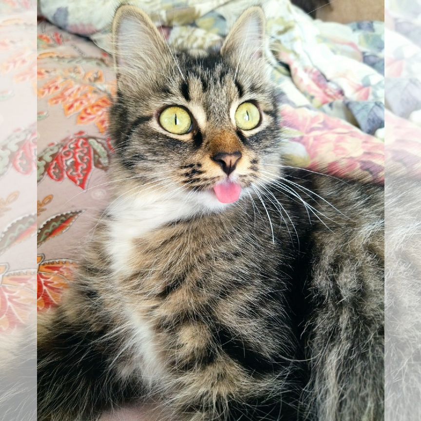 Взрослая, кошка в добрые руки