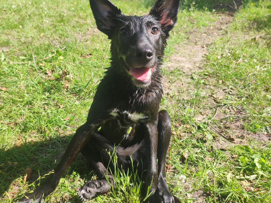 Собака щенок- инвалид