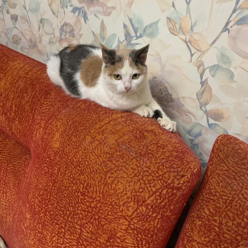 Кошки в добрые руки бесплатно