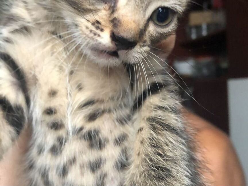 Шотландские котята скотиш страйт