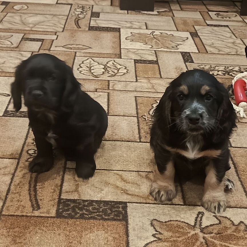 Английский кокер-спаниель, щенок