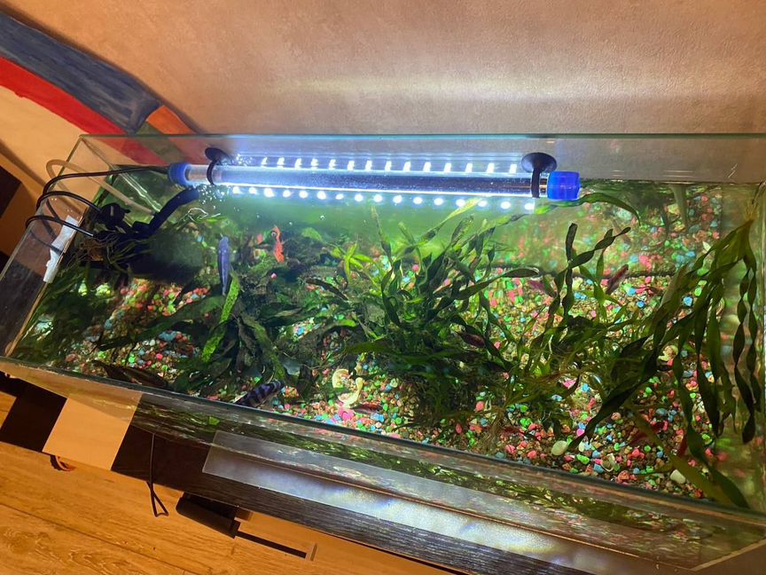 Аквариумные рыбки