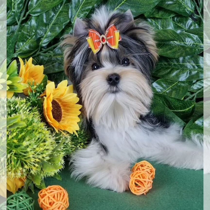 Красивые щенки Бивера и цветного йорка