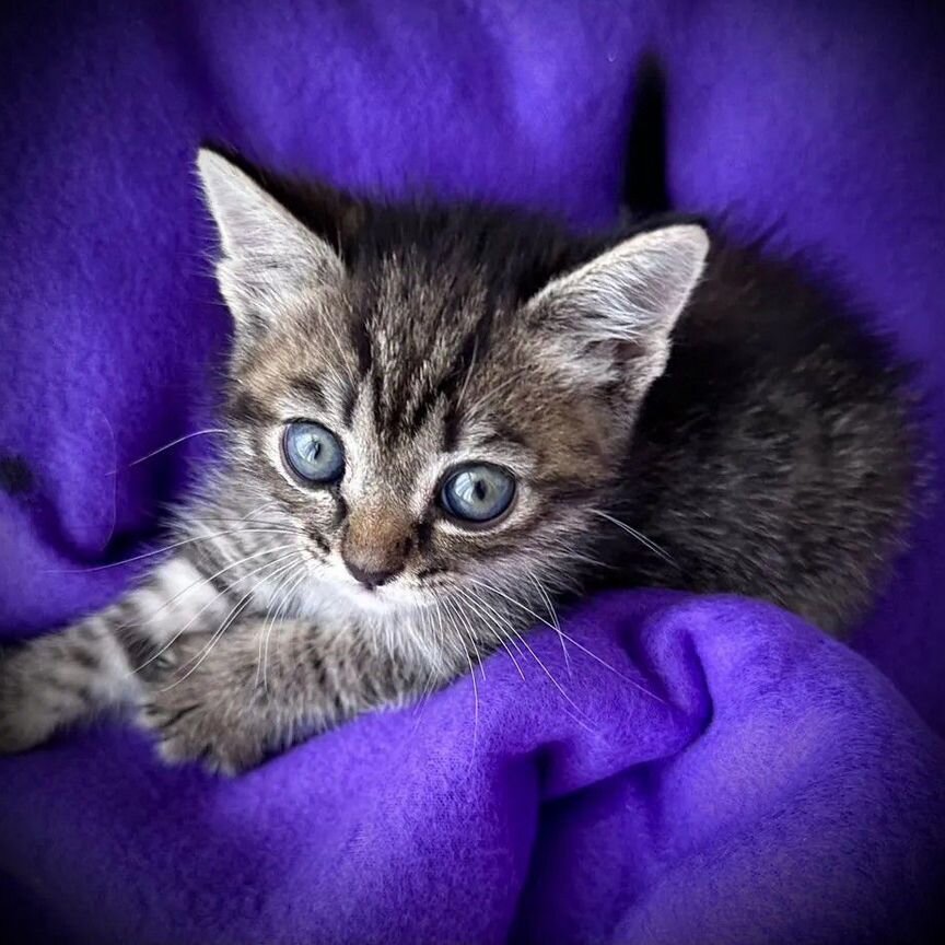 Котенок девочка
