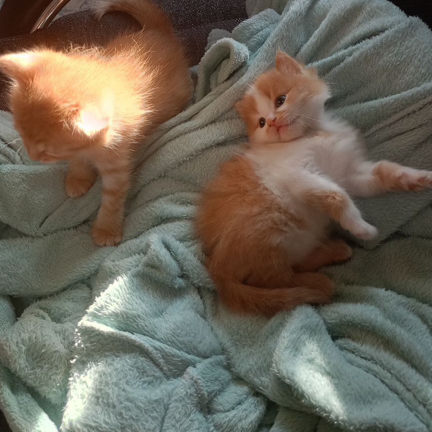 Котенок в добрые руки