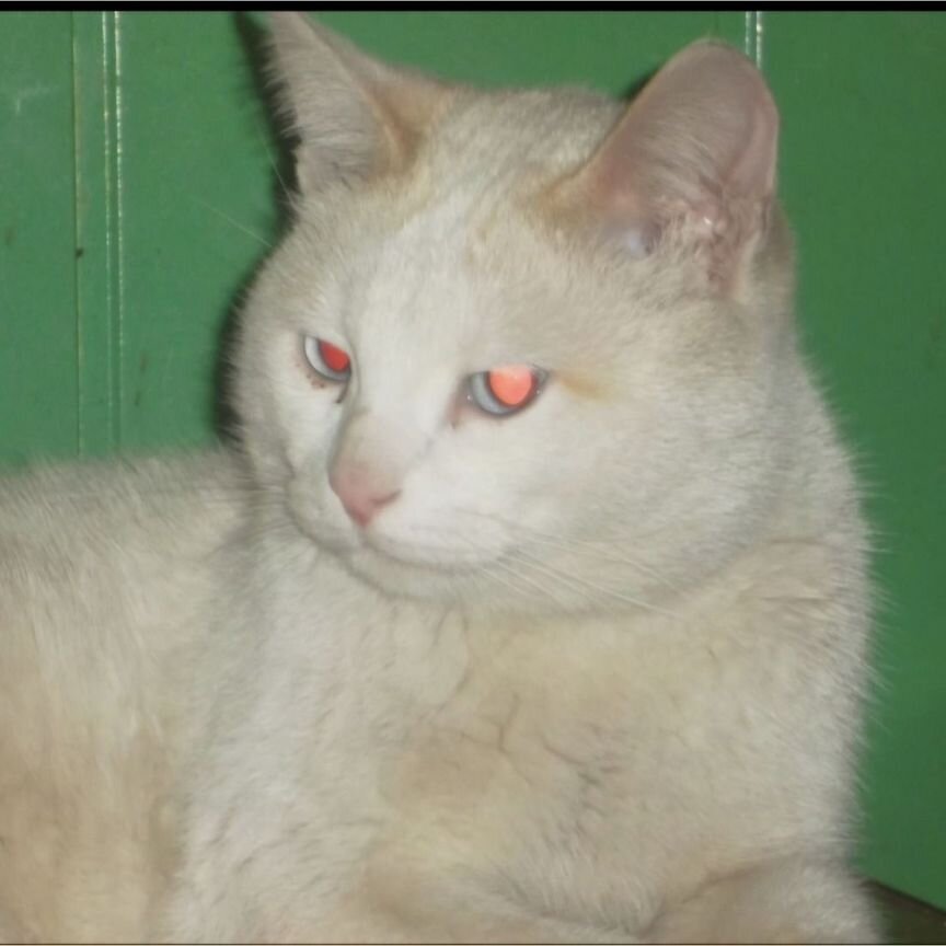Кот окраса рэд пойнт