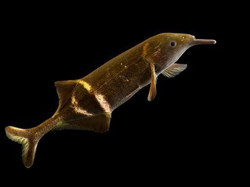 Рыбка слоник петерси