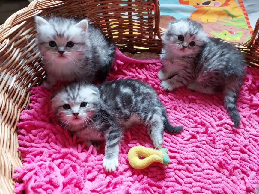 Шотландские котята