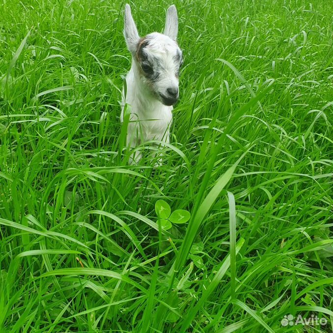 Камерунский козлик