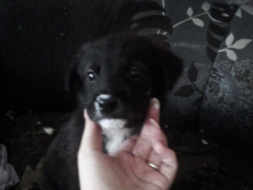 Собака в добрые руки отдам бесплатно